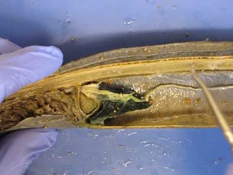 Internal Lamprey Sagittal Section - YouTube
