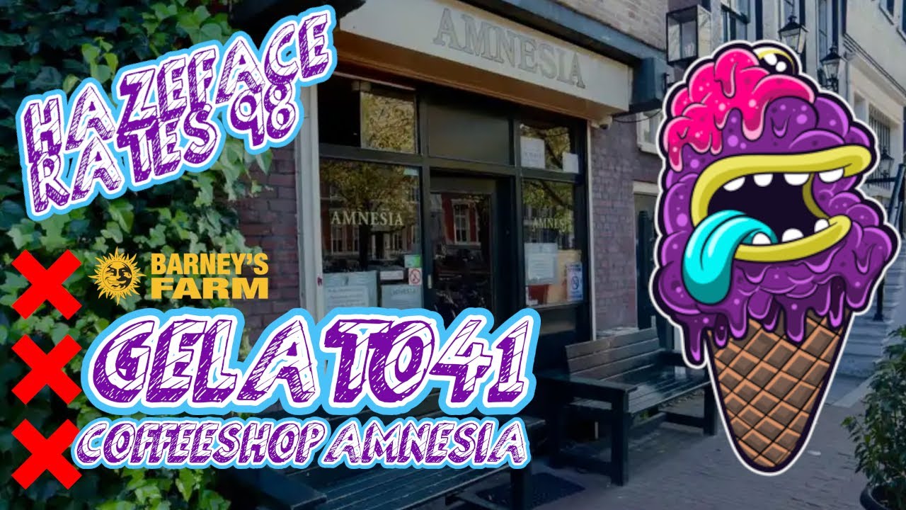HazeFace Rates #98 - GELATO41 - Coffeeshop Amnesia / Barney's Farm ...