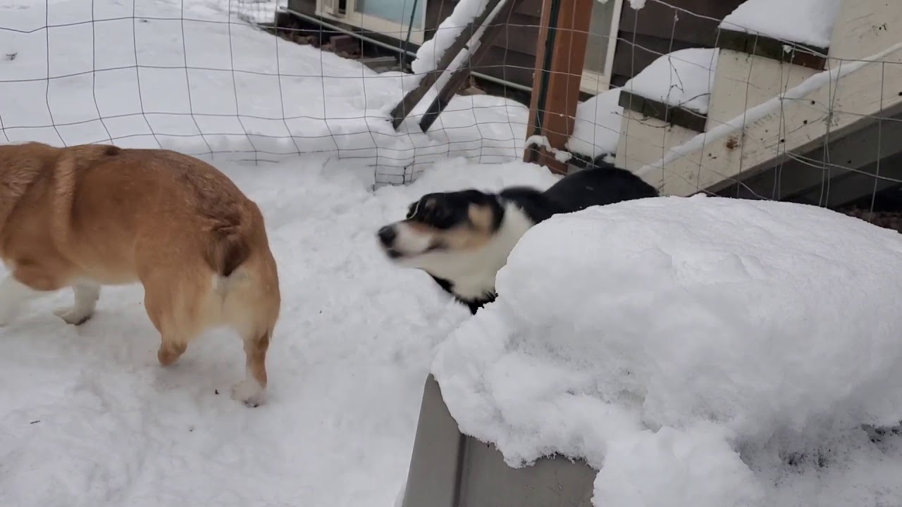 Maccamoore Corgis - Raptor Dogs play in the backyard! - YouTube