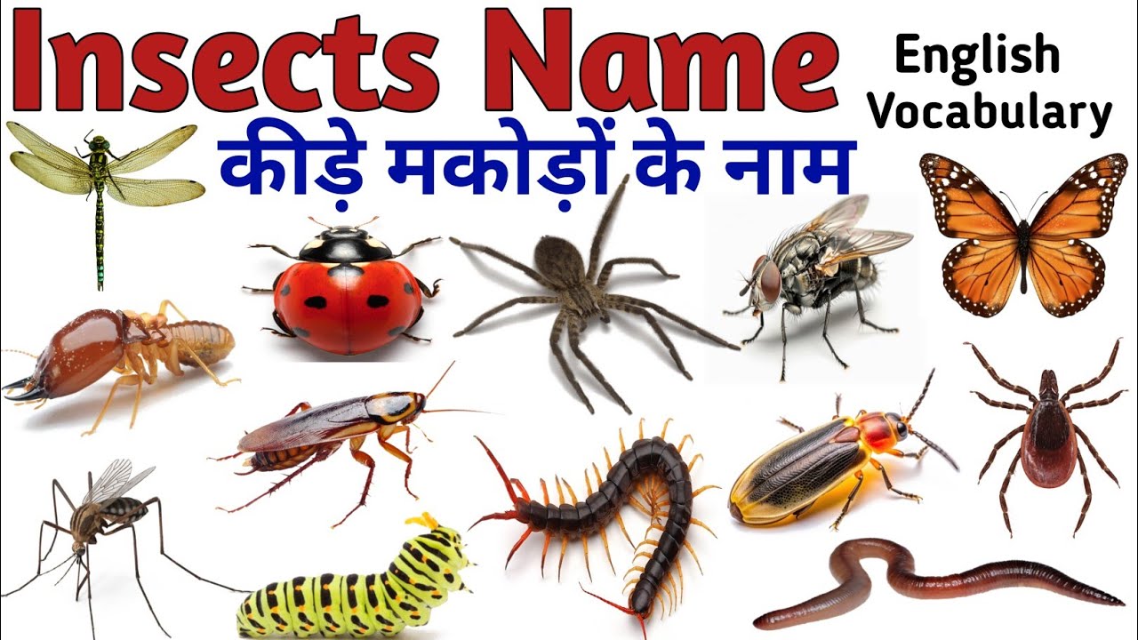 Insects Name in Hindi | कीड़े मकोड़ों के नाम | Insects Name with ...