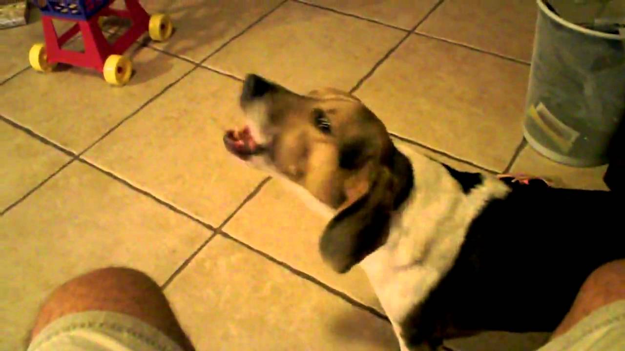 The Best Multi Beagle and Baby Howling Ever - YouTube