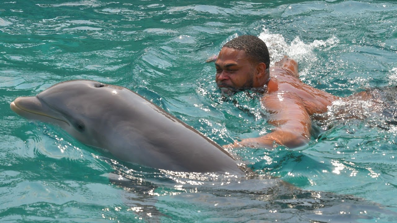 I tried to take a dolphin home with me. - YouTube