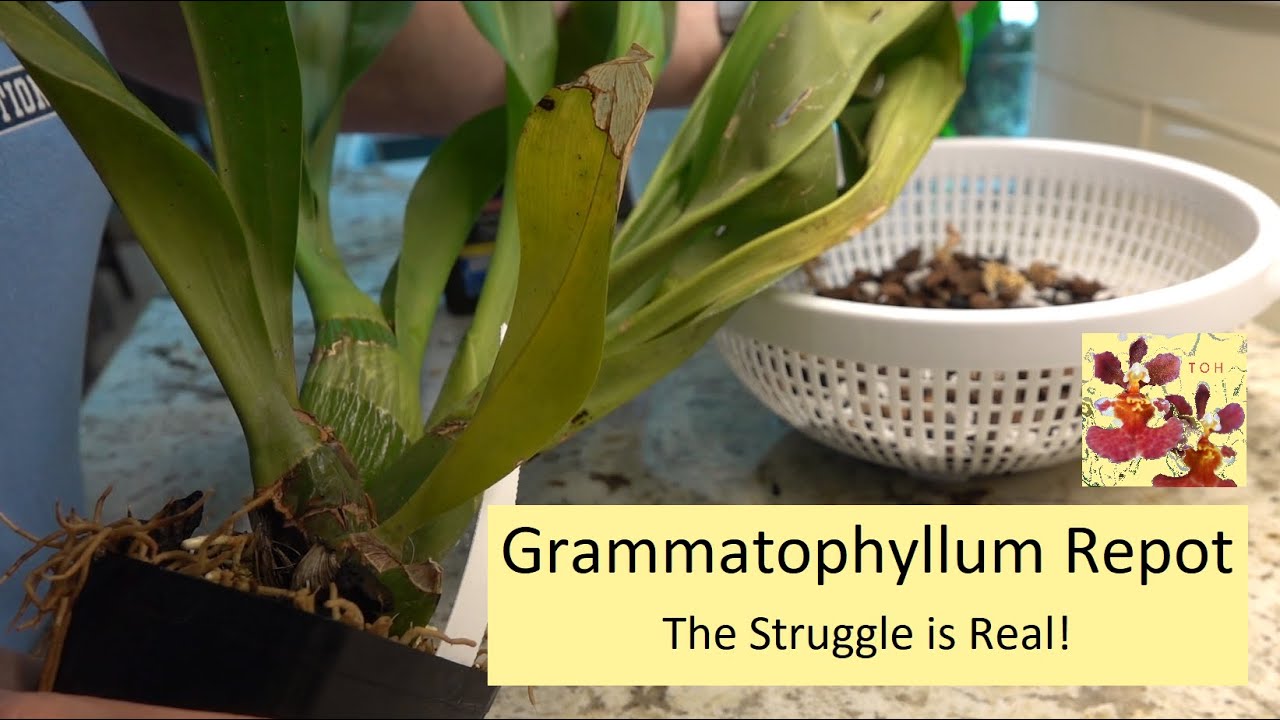 How To Repot A Grammatophyllum Orchid Struggles With Orchid Size Old how-to-repot-a-grammatophyllum-orchid-struggles-with-orchid-size-old