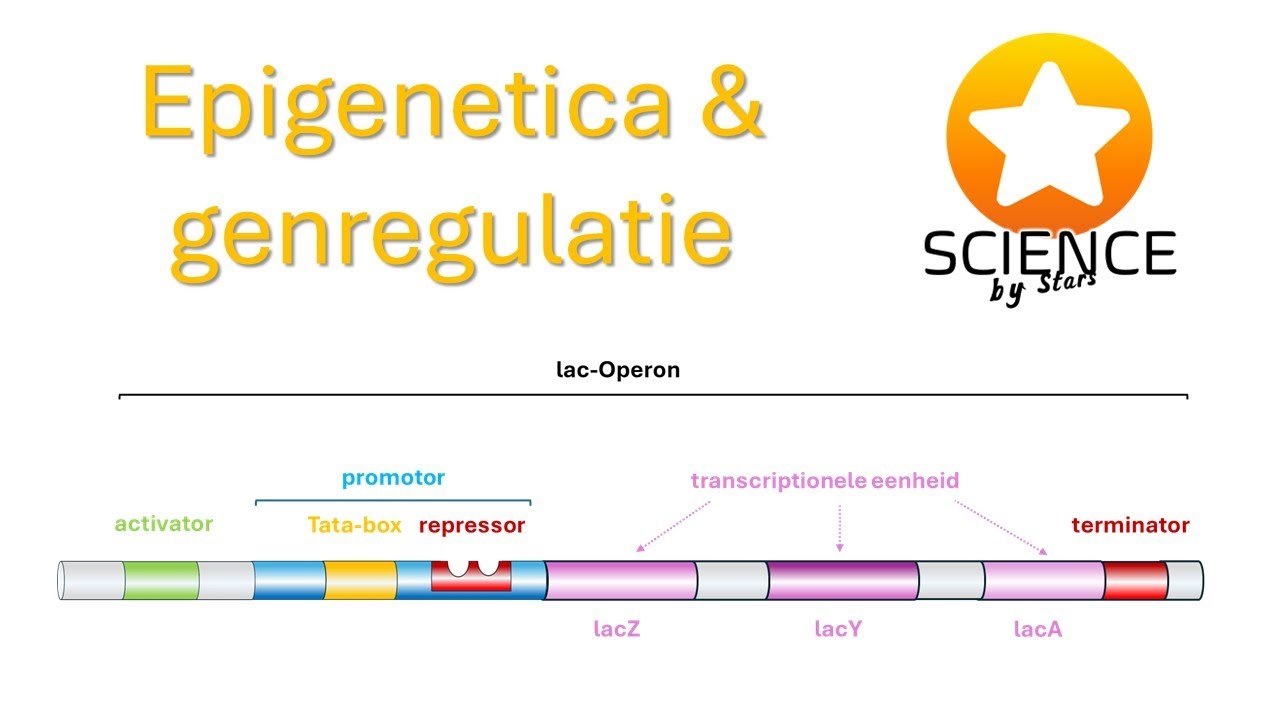 Epigenetica en genregulatie - YouTube