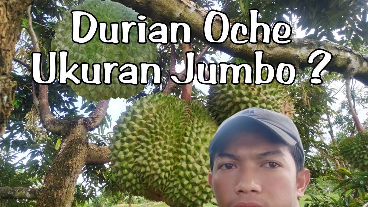 Durian Oche Ukuran Jumbo ? Rawatan Petani Muda ?!? - YouTube