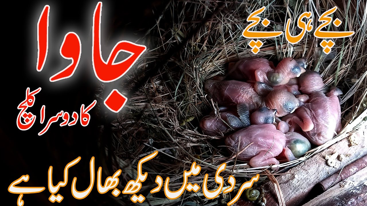java sparrow Breeding Progress |11_11_22|Java sparrow care in winter ...