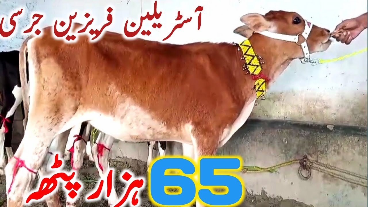Bachri Farming In Pakistan And India | Australian Red Friesian Hiefers ...