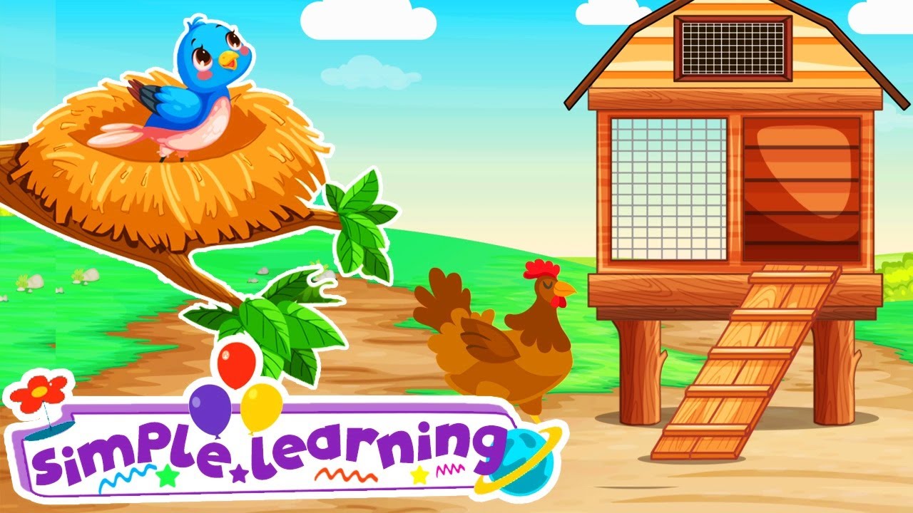 Animals and Their Homes 📖 LEARNING VIDEO 📖 Where Animals Live for ...