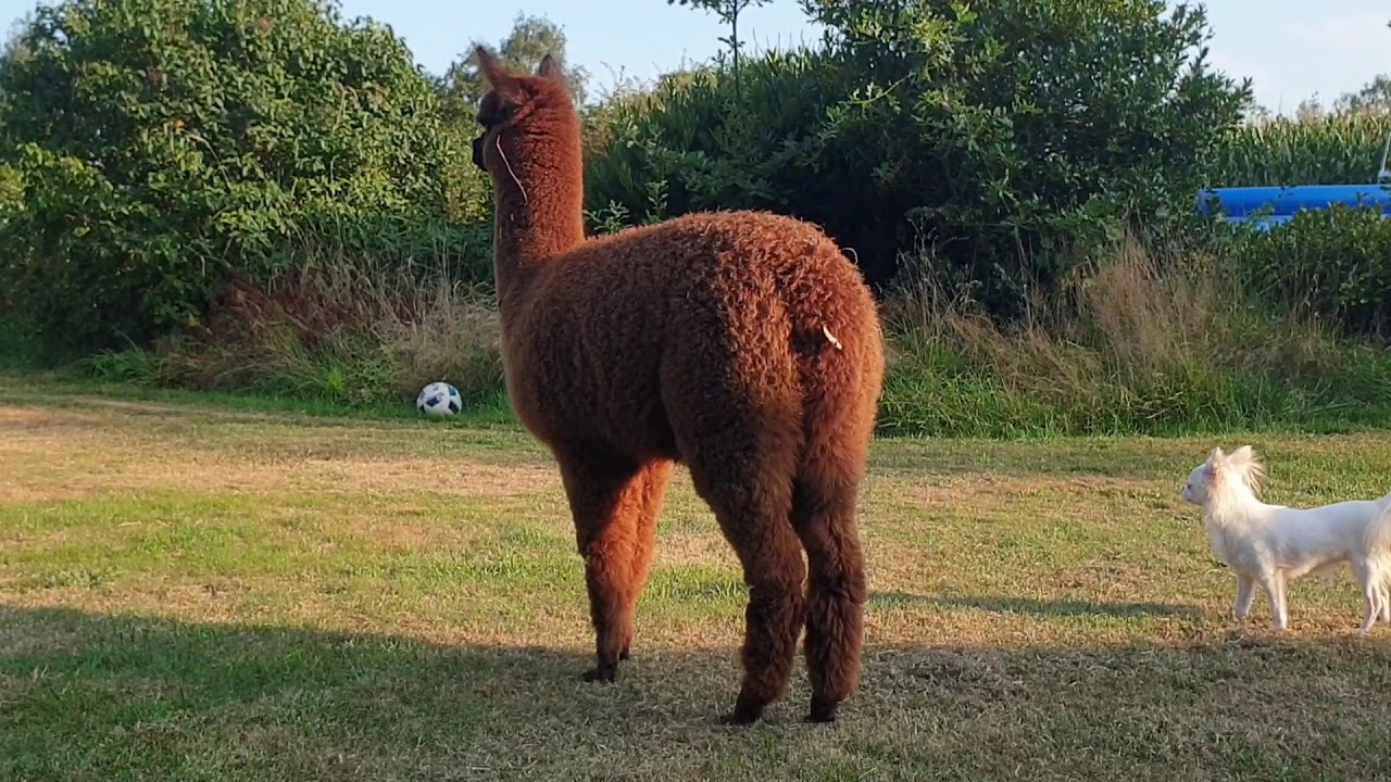 Jumping Alpaca