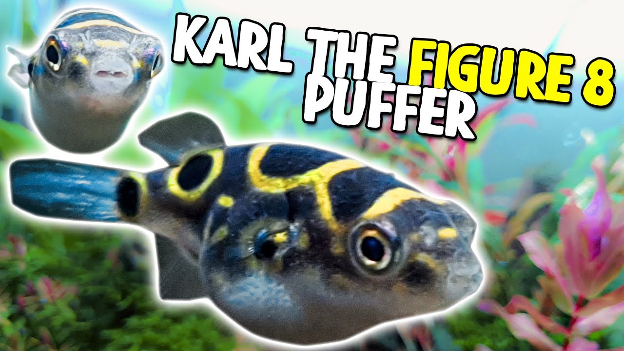 Everyone Meet My NEW FIGURE 8 Puffer Karl! - YouTube