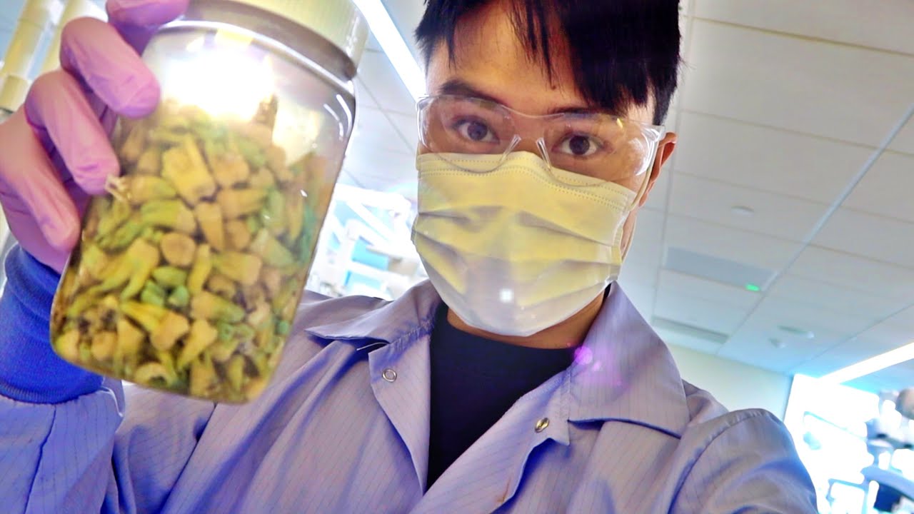 REAL LIFE TOOTH FAIRY! Collecting REAL TEETH for Dental School! - YouTube