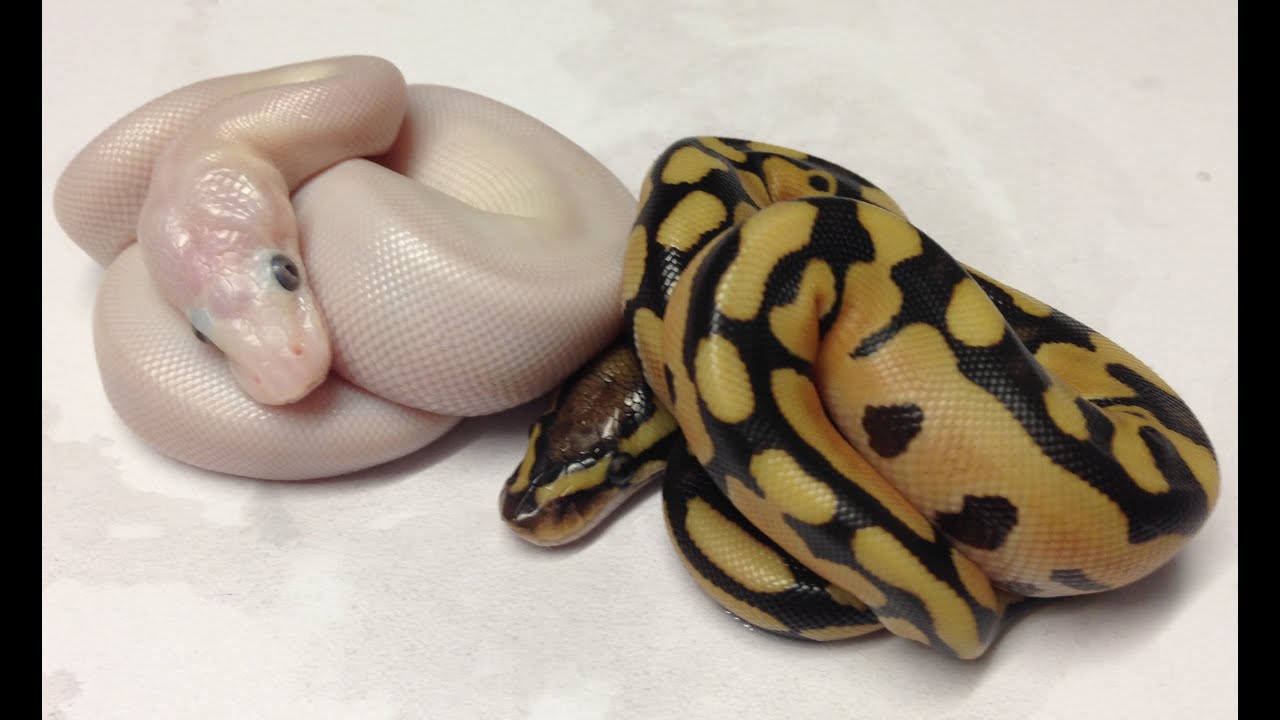 Ball python desert lesser x moyave - YouTube