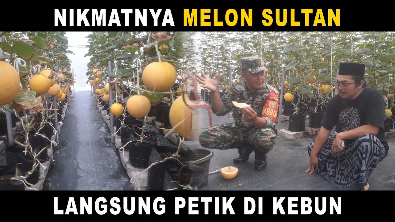 Melon sultan jadi wisata - YouTube
