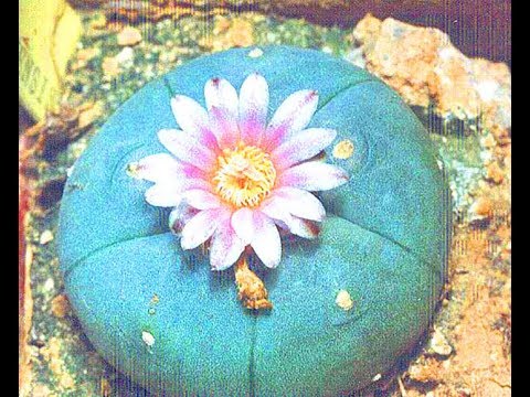 How To Plant Emerald Fluorescent Flower Seeds