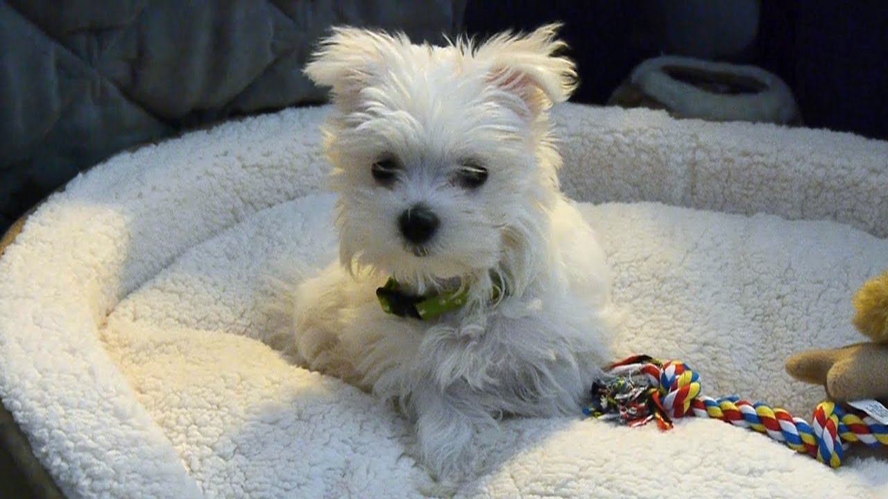 Cute Maltese puppy dog playing in bed videos Plainfield puppies doing ...