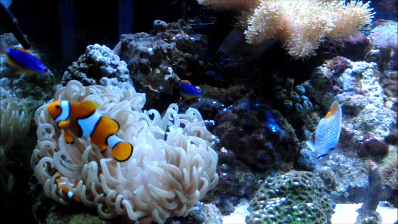 Our Reef Aquarium Part 3 HD 1080.wmv - YouTube