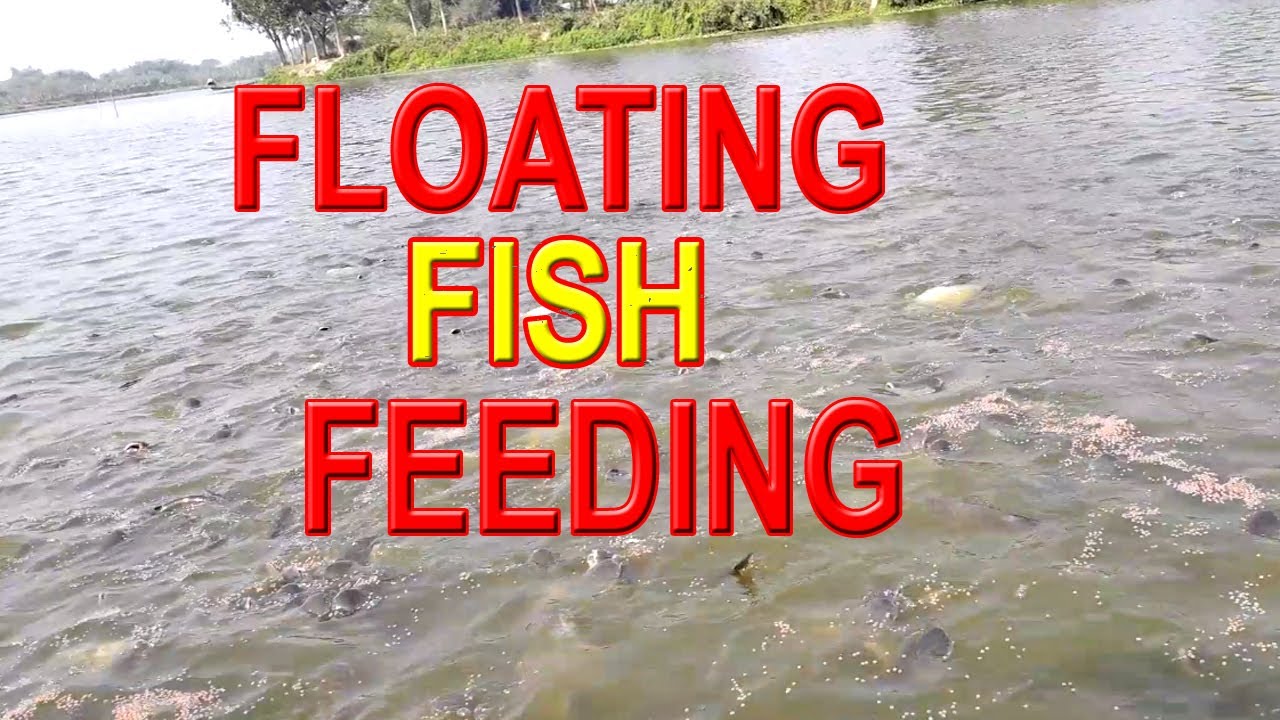Floating Food For Millions Of Pangasius Fish || Dry Pallet Food Feeding ...
