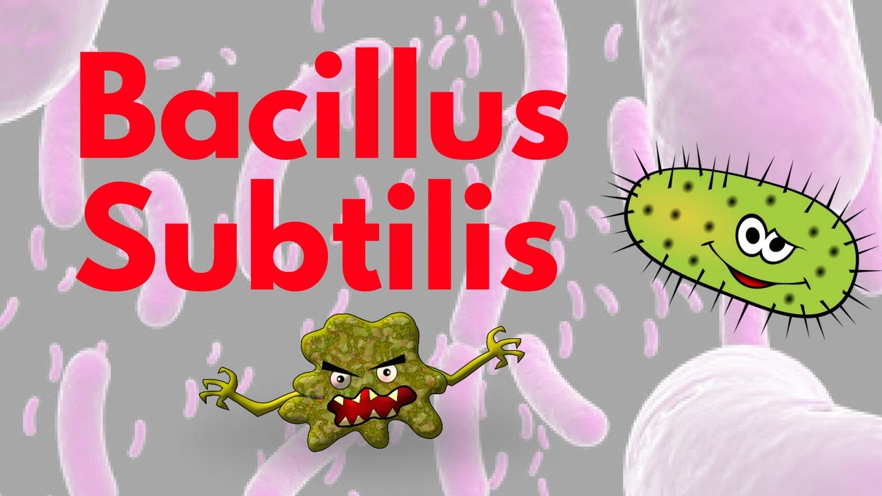 Bacillus Subtilis Characteristics