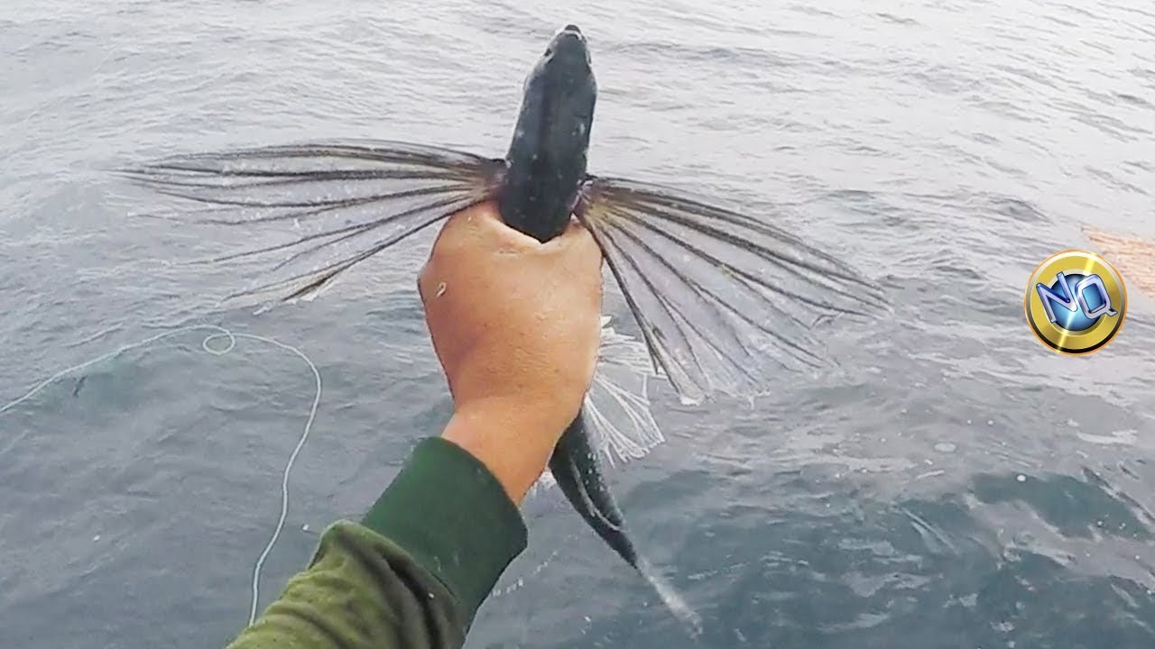 Pescador ATRAPA Peces VOLADORES y usa de carnada viva para PESCAR en ...