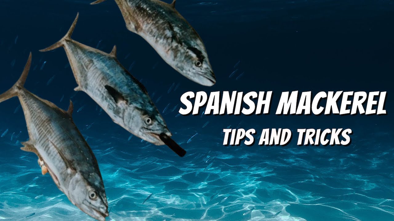 Spotted / SPANISH MACKEREL fishing Australia - Tips and tricks. - YouTube