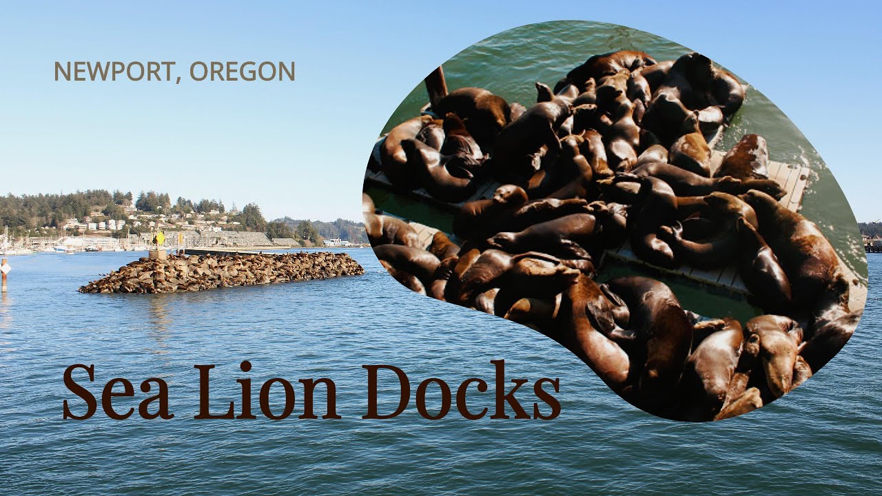 Sea Lion Docks-Newport, Oregon - YouTube
