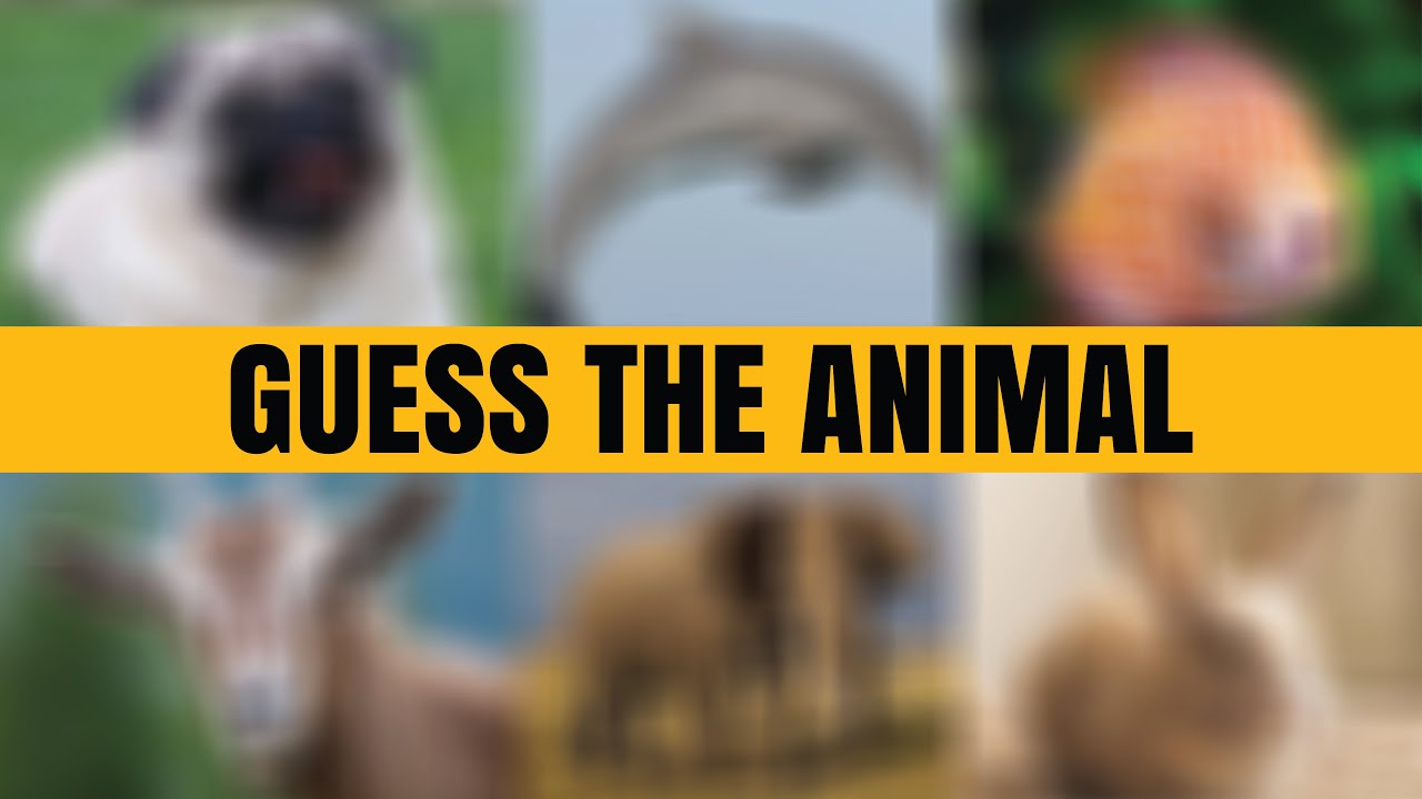 Animal quiz ; Guess the Animals in 3 sec - YouTube