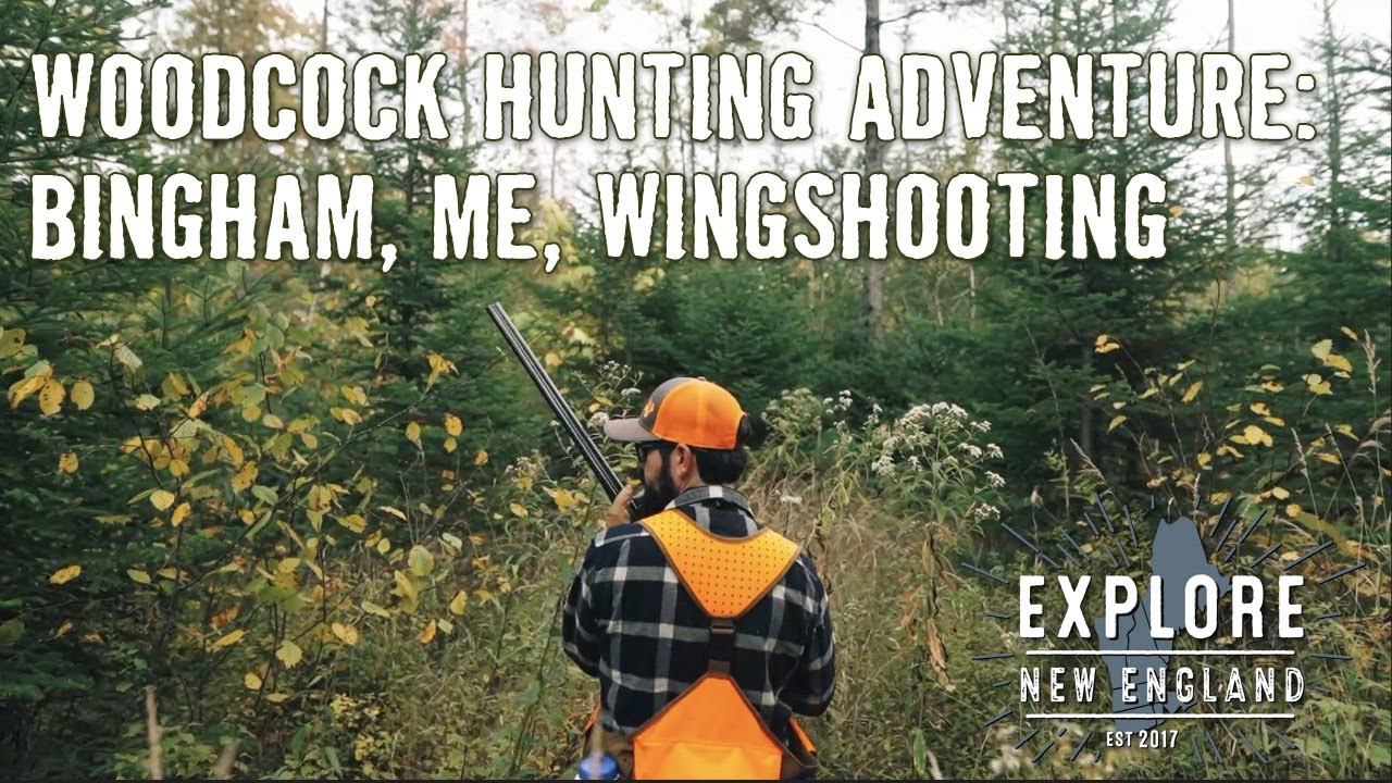 Wingshooting: Bingham, ME, Woodcock Hunt - YouTube