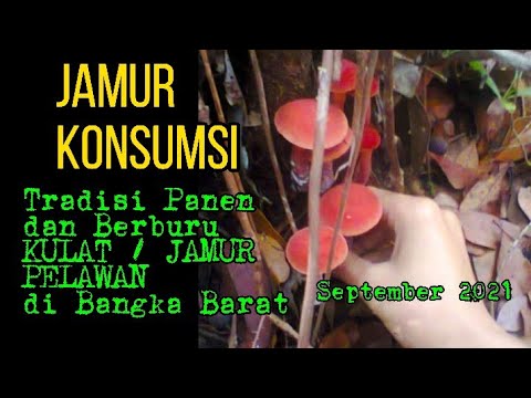 JAMUR BANGKA YG BISA DIKONSUMSI | JAMUR atau KULAT PELAWAN | TRADI ...