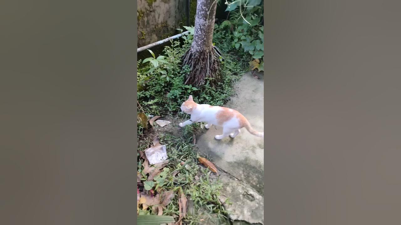 My Cat Keeps Running Away From Me shorts viral YouTube my-cat-keeps-running-away-from-me-shorts-viral-youtube