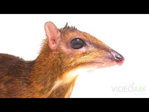 A lesser Bornean mousedeer (Tragulus kanchil klossi) at the Singapore Zoo.
