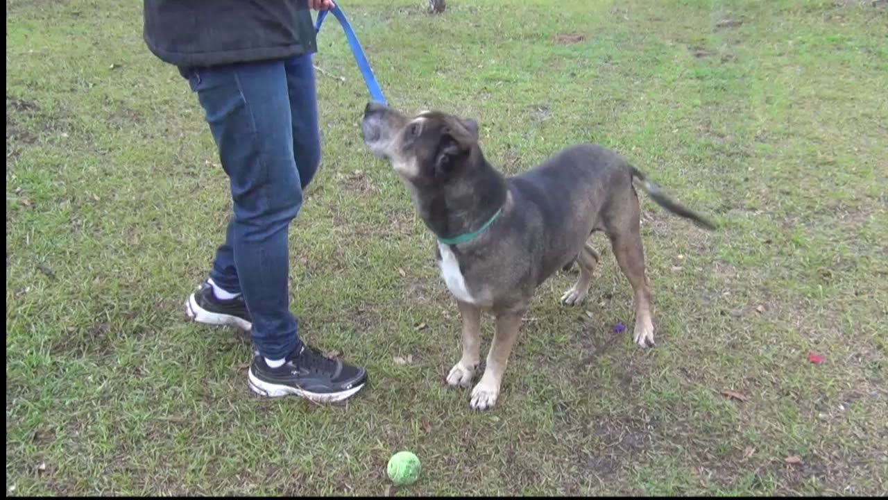 Meet sweet Shep! - YouTube