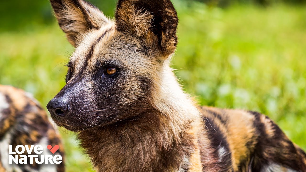 Surviving the Drought: Wild Dogs Stand Against Predators | Wild Dogs ...
