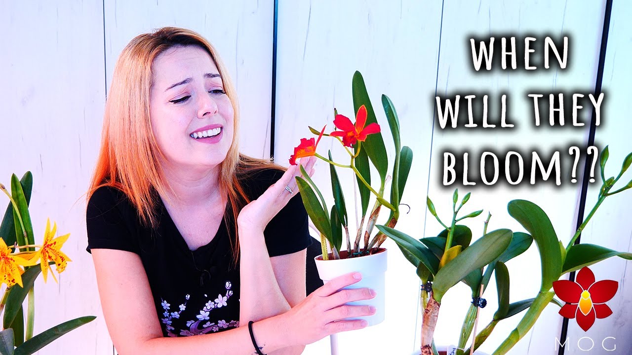 When will your Cattleya Orchid sheath make buds? - All you need to know ...