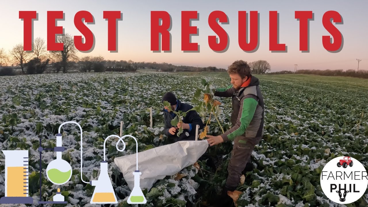 WHAT'S YOUR DMD?! | A LOOK AT OUR FORAGE CROPS - TEST RESULTS - YouTube