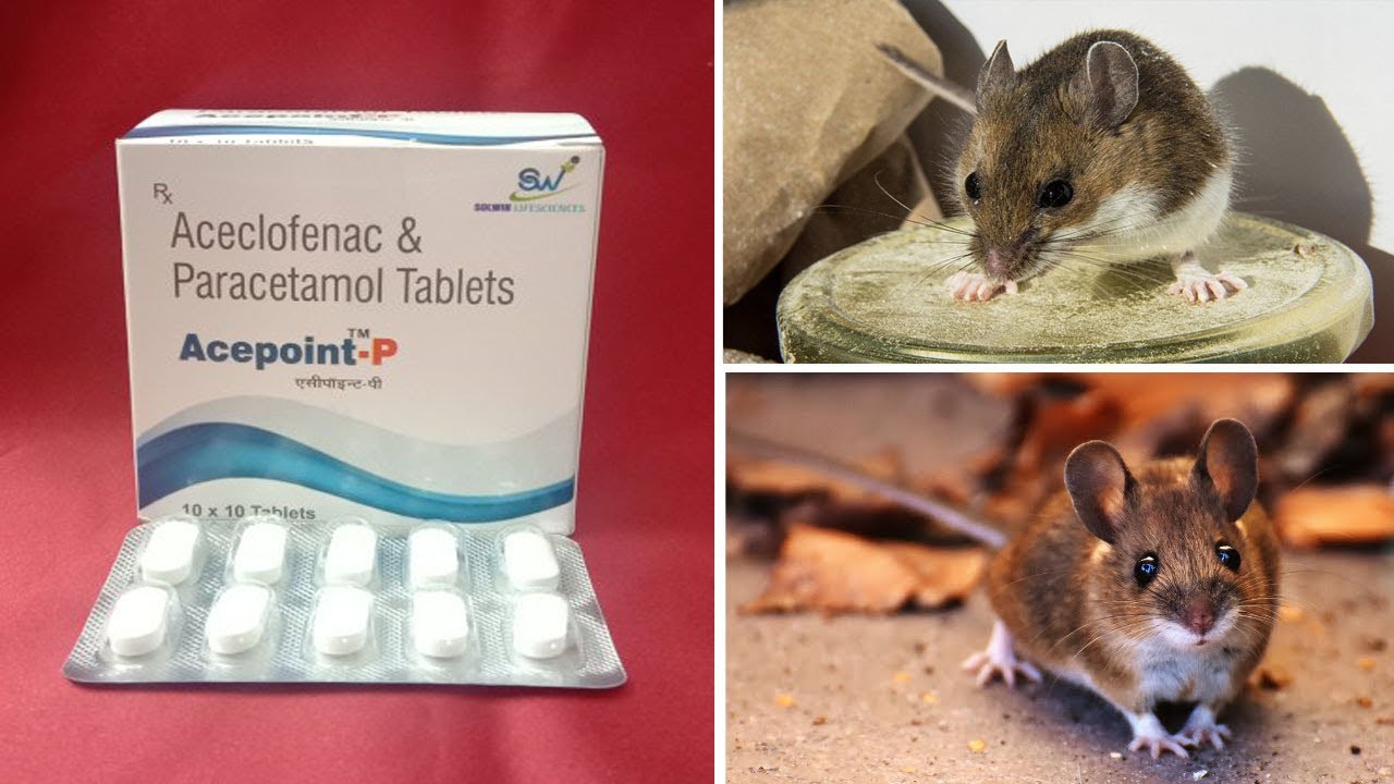 Magical way to get rid of rat naturally fast at home - YouTube