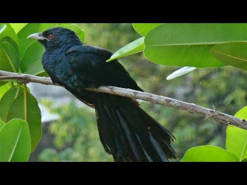 Koel Bird Sound. Forest Bird Sound. - YouTube