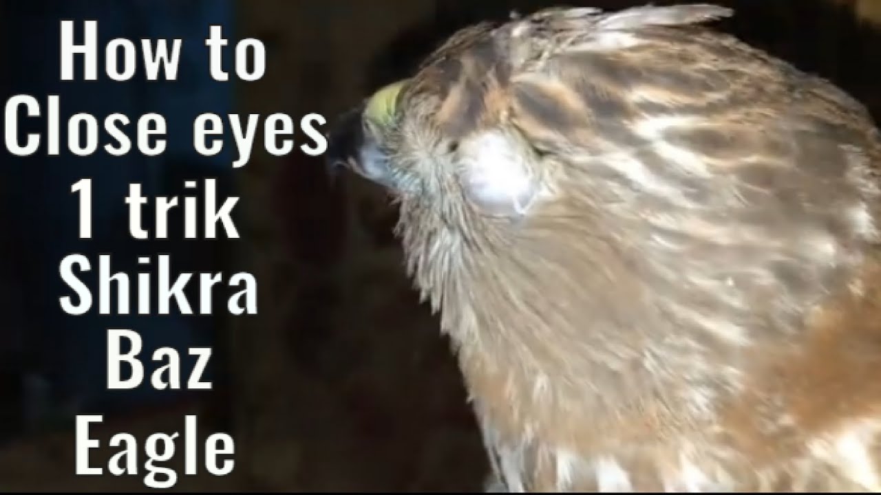 //How//to//close//eyes //1 trik //Shikra//Baz//Eagle// - YouTube