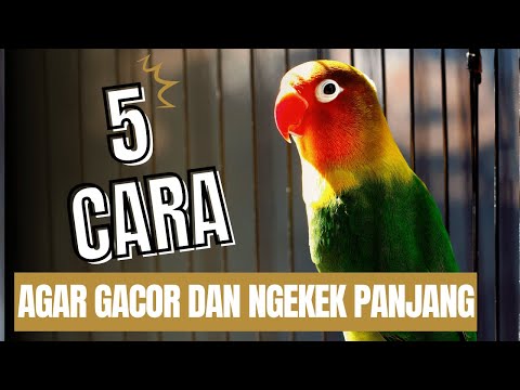 5 Cara Mudah Melatih LOVEBIRD GACOR dan NGEKEK PANJANG