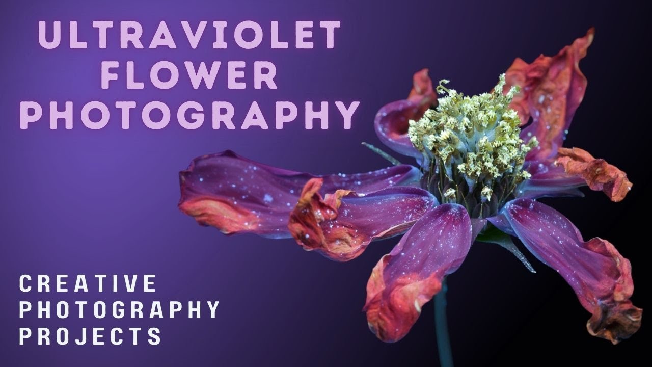 UV (ultraviolet fluorescence) flower photography - How to take photos ...