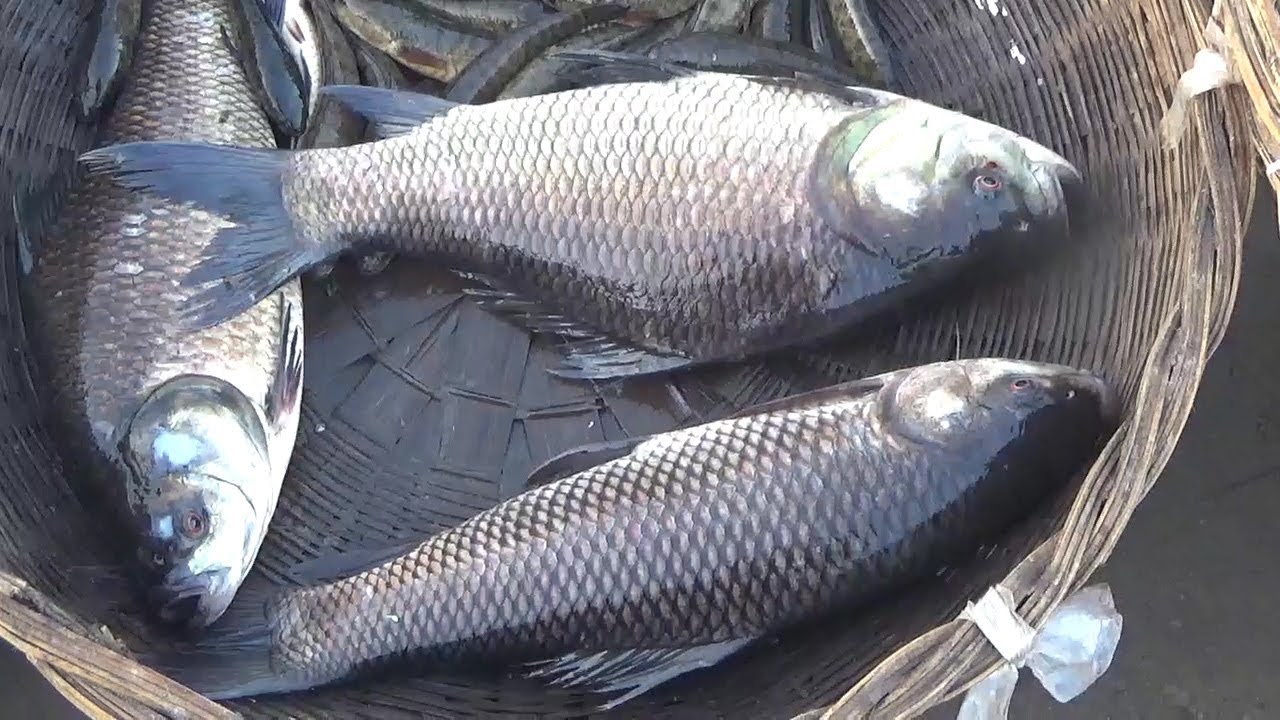 Big Alive fish market - Amazing fish trading live video - YouTube