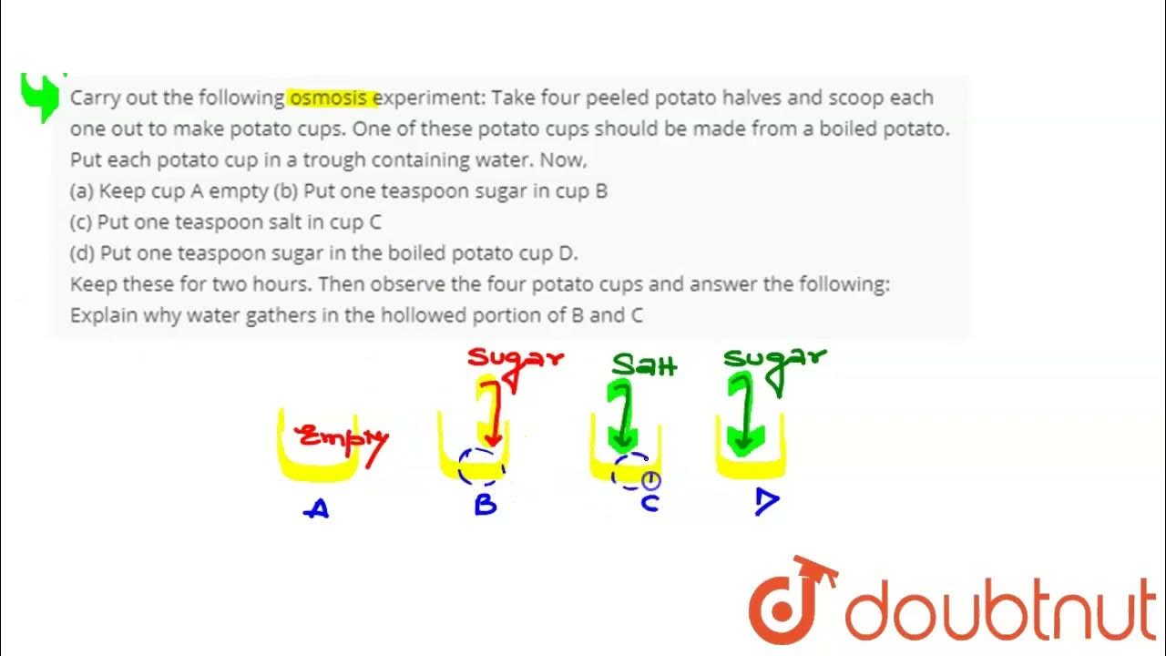 Carry out the following osmosis experiment: Take four peeled potato halves and scoop each one ou ...