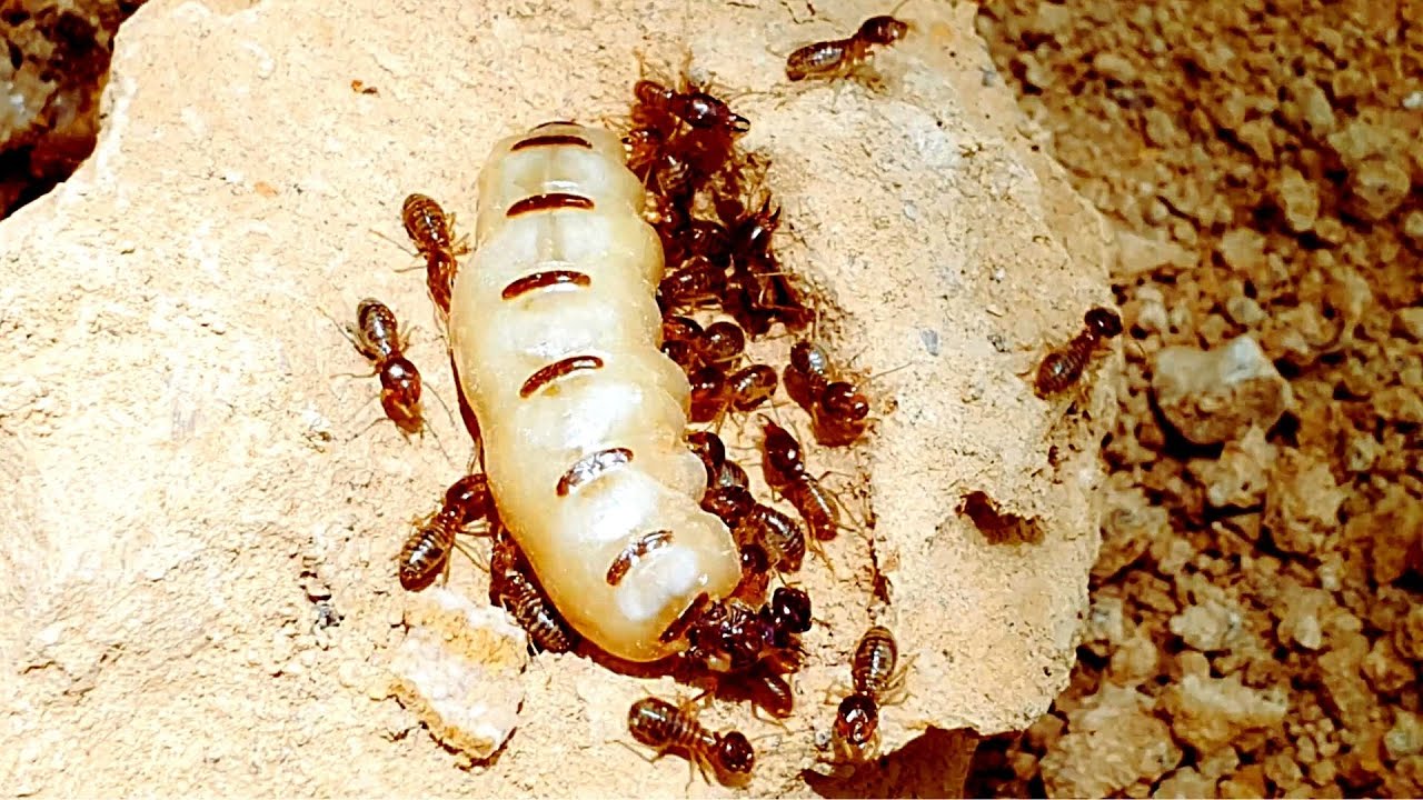 The TERMITE NEST and the GIANT TERMITE QUEEN | Termites vs Ants - YouTube