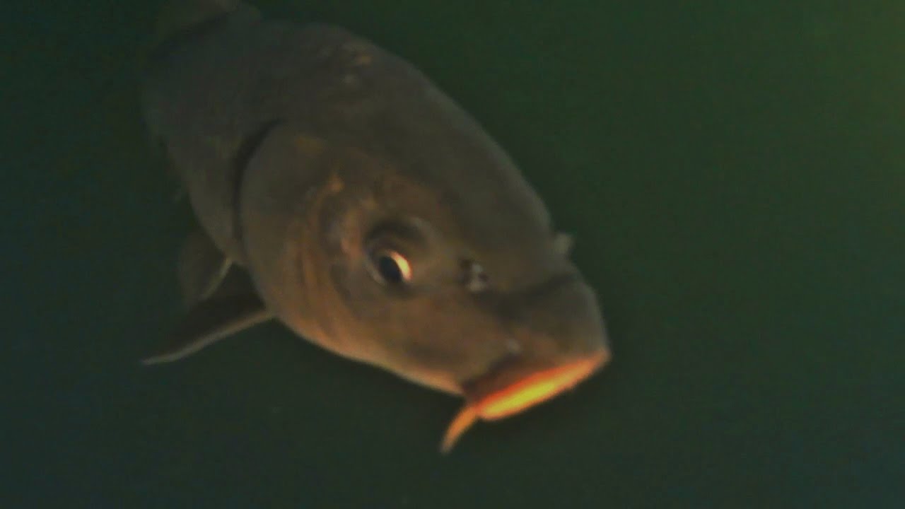 Underwater Video Of The Dam Site Marina - YouTube