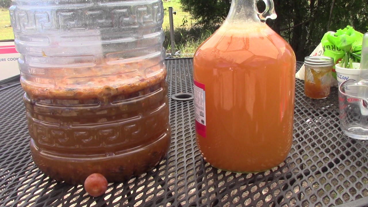 Processing and Eating American Persimmon - Part 3 Wine Beer 2 - YouTube