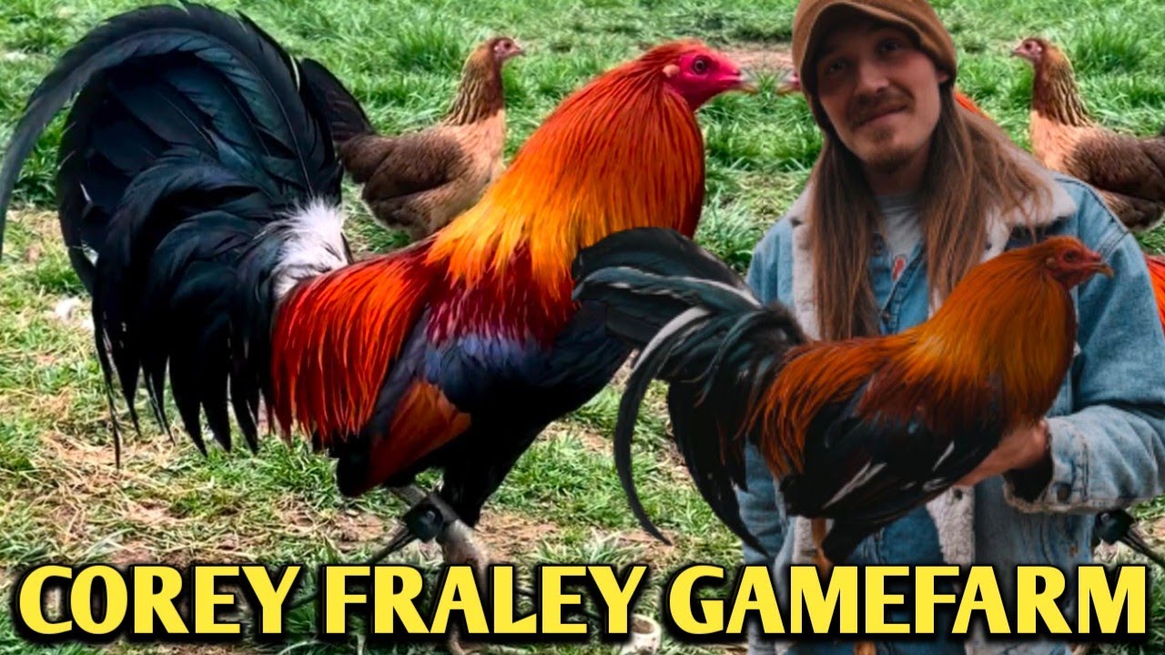 Hatch Sweater Brownred - COREY FRALEY FARM - YouTube