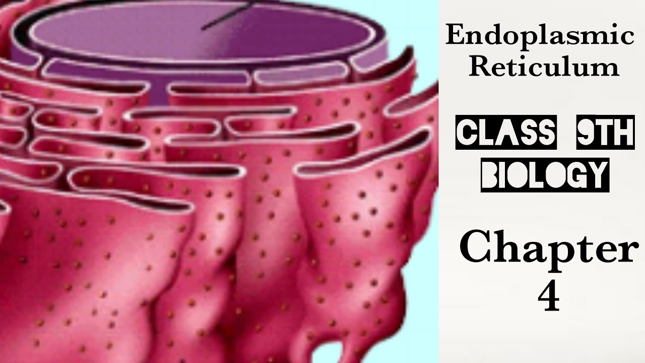 Endoplasmic Reticulum| Class 9th Biology| Chapter 4 - YouTube