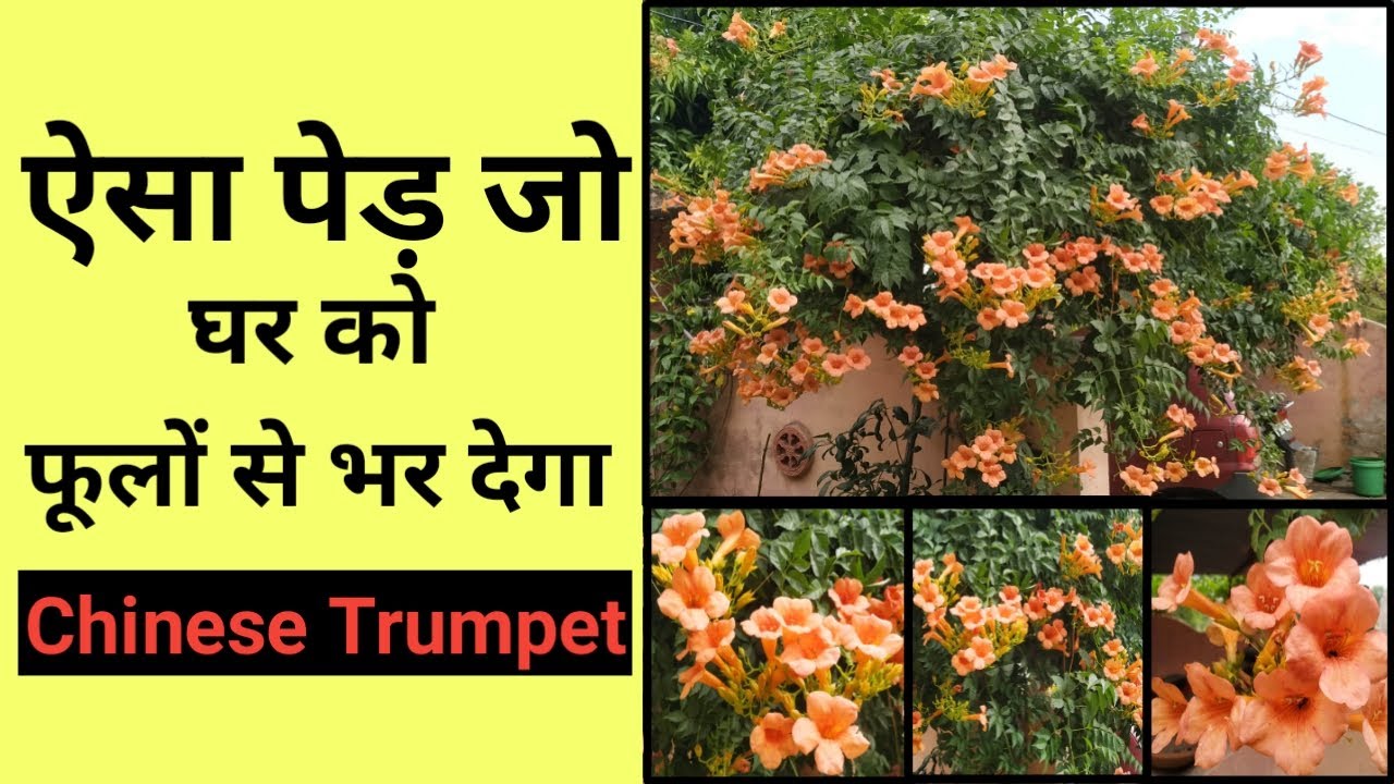 How to Grow Chinese Trumpet Vine in your Home - YouTube