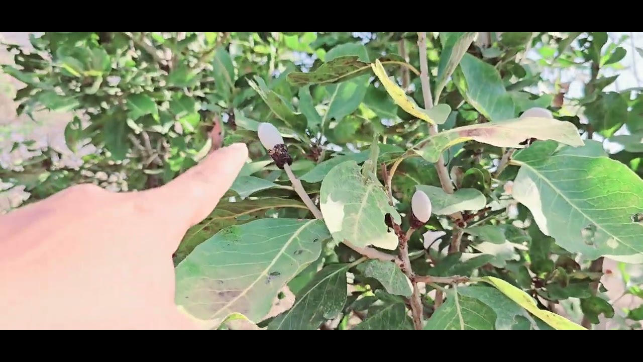 Safed Biba Seeds Test 📲:-9322928971 | White Bhilawa Original Seeds ...