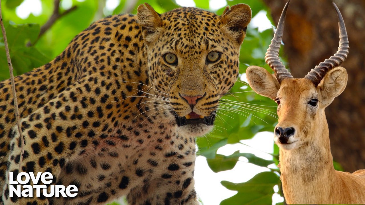 Leopard and Wild Dogs Target Antelope Feast | Love Nature - YouTube