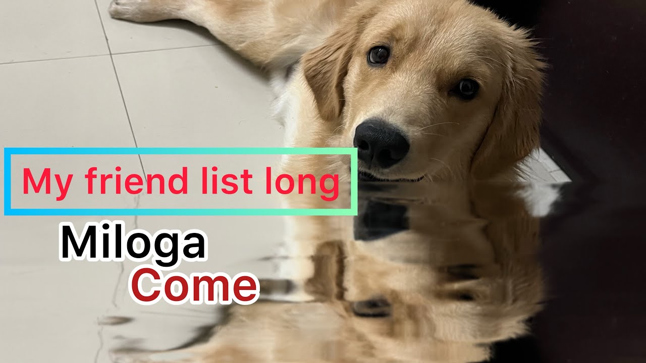 Meet my Friends max(Golden retriever dog)|my friend @MaxGoldenReteriver ...
